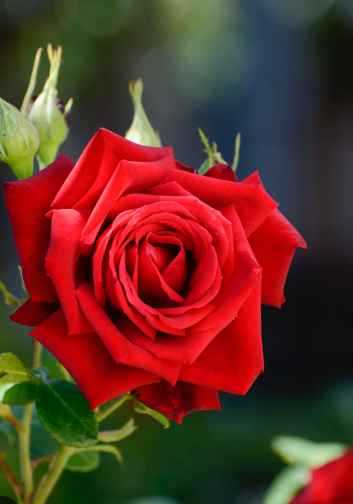 Thelma Amy MEDLYN (WRIGHT) - Lifelived